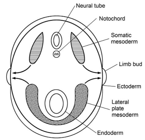 Apical Ectodermal Ridge