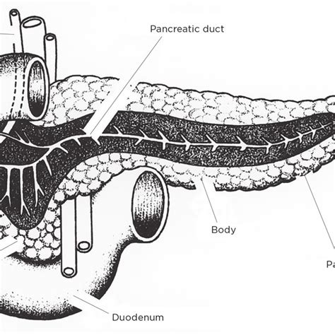 Common Terminology Criteria For Adverse Events Ctcae Grading Of Download Scientific Diagram