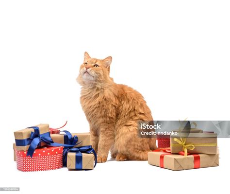 갈색 종이에 싸서 실크 리본으로 묶인 상자 한가운데에 앉아있는 성인 생강 고양이 상자에 대한 스톡 사진 및 기타 이미지 상자 선물 스튜디오 촬영 Istock