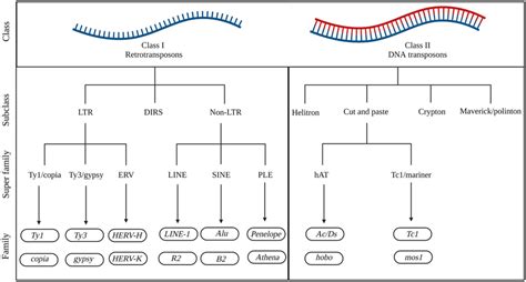 Classification Of Transposable Elements Bourque Et Al 2018 Wicker Et Download Scientific