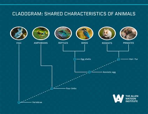 Mammal Cladogram