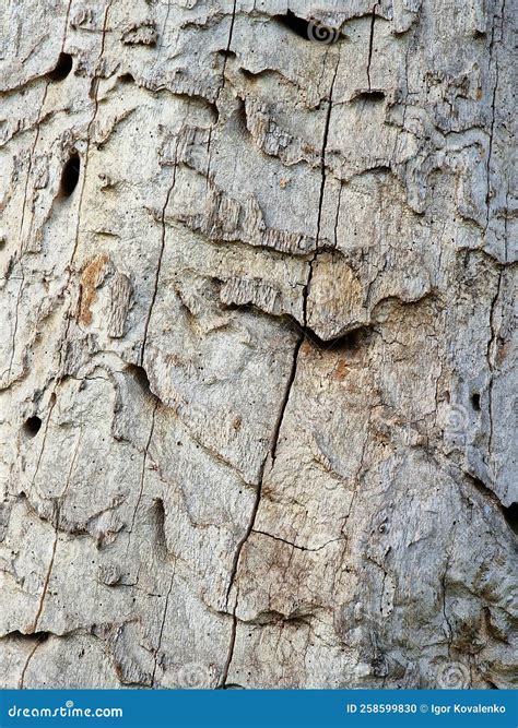 Tree Bark As Background Texture For Artists Stock Photo Image Of Eating Game