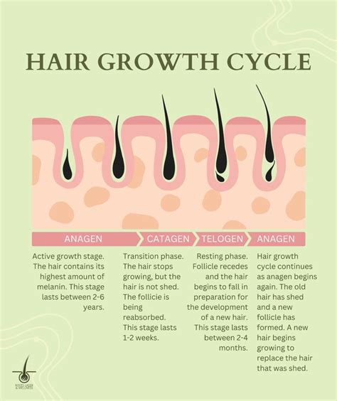 Hair Growth Cycle 4 Stages And Healthy Growth Tips Hair Growth Hair