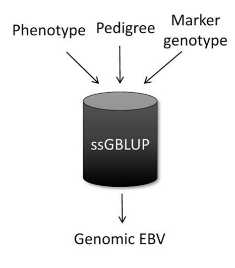 4 Simplistic Overview Of The Single Step Genomic Selection Approach