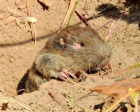 Northern Pocket Gopher Thomomys Talpoides Know Your Mammals
