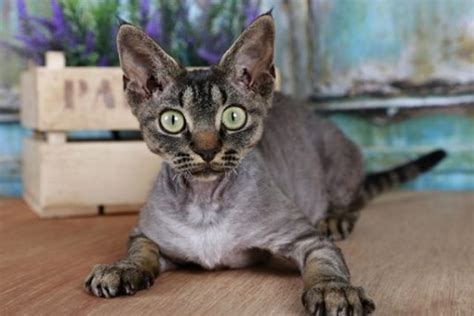 Devon Rex Convivenza Ideale A Chi è Adatto E A Chi No