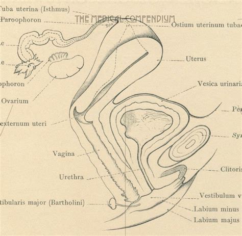 Antique Male Sex Organs Print Female Sex Organs Gynaecological Art Uterus Ovaries Female