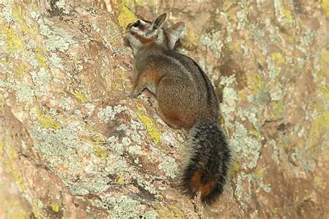 22 Types Of Chipmunks In North America Wildlife Informer