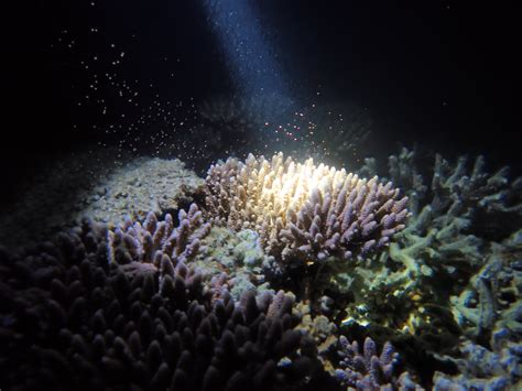 Spectacular Coral Spawning At Bawah Reserve