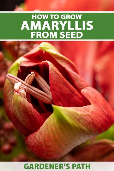 How To Grow Amaryllis From Seed Gardeners Path