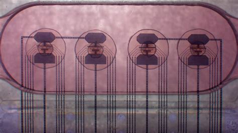 Scientists Want To Build Living Computers—powered By Live Brain Cells National Geographic