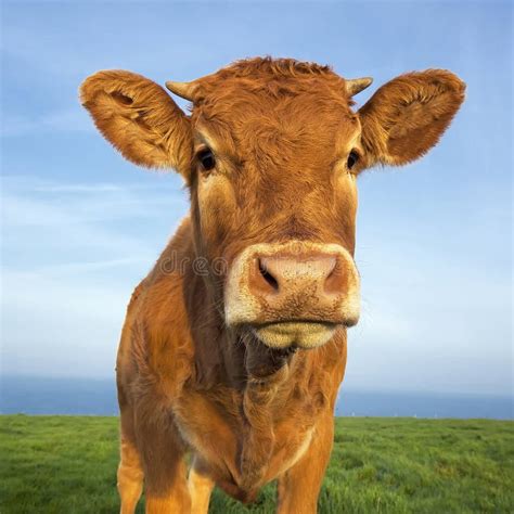 Portrait Of Beautiful Brown Cow Stock Image Image Of Brown Mammal