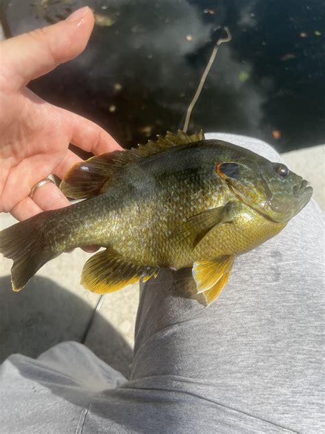 Are These All Hybrid Bluegill Rfishing