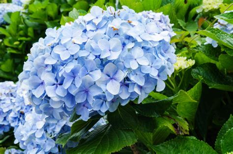 5 Must Grow Dwarf Hydrangea Cultivars For A Narrow Border Or Garden Bed Horticulture Magazine