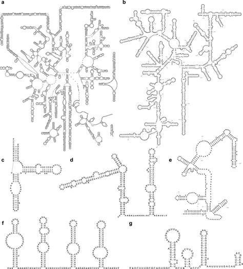 Example Human Rna 2d Structures Generated By R2dt A Cytoplasmic Lsu