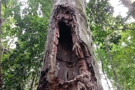 Patrolling And Protecting Tiger Habitat International Tiger Project