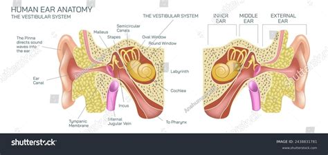 Inside The Human Ear Canal Anatomy Of The Human Ear