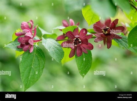 Sinocalycanthus Raulstonii Hartlage Wine Sweetshrub Flowers Close Up