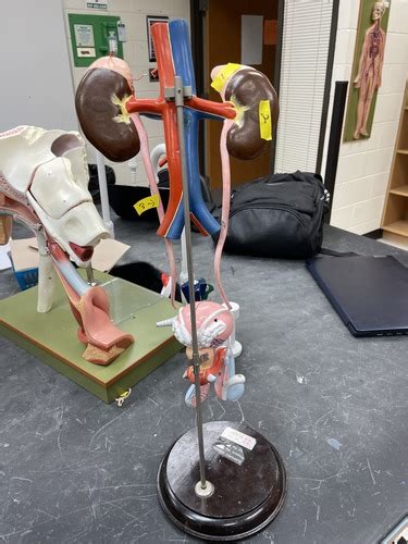 Urinary Lab Models Flashcards Quizlet