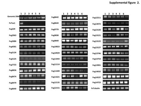 PPT Genomic DNA Extraction Protocol For Target Genes In Plant Research PowerPoint Presentation