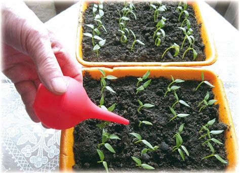 ПОЛИВАЕМ КАРТОФЕЛЬНЫМ ОТВАРОМ ПОЛУЧАЕМ КРЕПКУЮ РАССАДУ