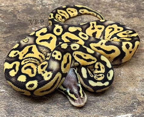 Mordor Ball Python Traits Morphpedia Mordor Ball Python Traits Morphpedia