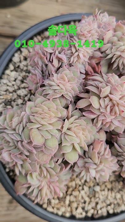 솔다육 판매 가능합니다 온슬로우철화 Youtube