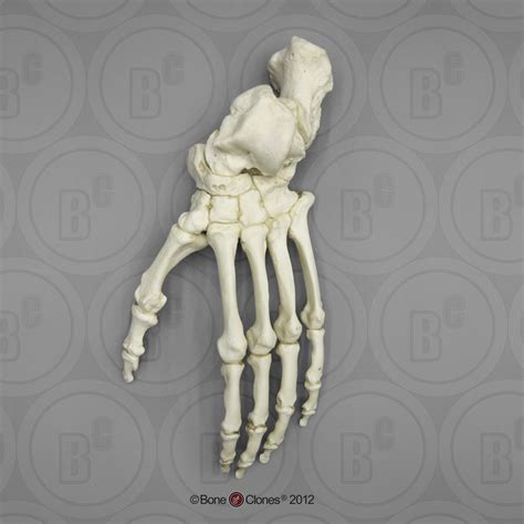 Gorilla Hand Bones