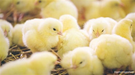 해연갤 여성 병아리가 남성 병아리보다 학교 앞에서 비싸게 팔렸다