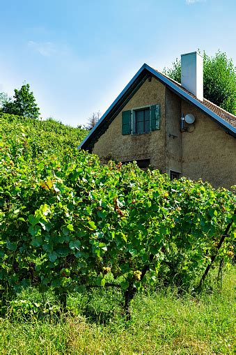 스위스에서 샬레와 Lavaux 포도 원 테라스 하이킹 트레일 0명에 대한 스톡 사진 및 기타 이미지 0명 Unesco 조직된 단체 건축 Istock