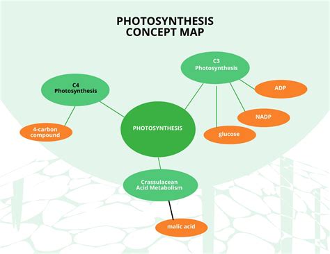 Photosynthesis