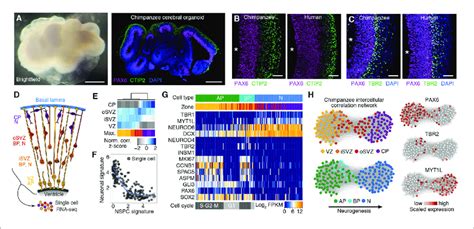 Chimpanzee Cerebral Organoids Recapitulate Cortex Development A Download Scientific Diagram