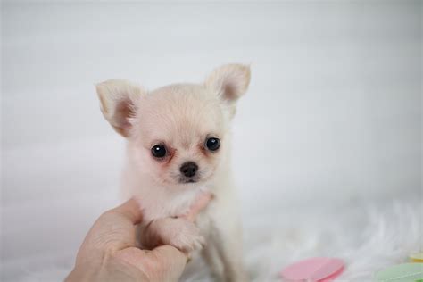 싸개싸개 무료강아지분양사이트