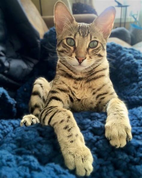 Savannah Cat F3 Diet
