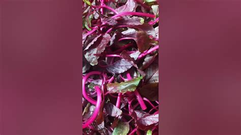 লাল শাক ভাজি রেসিপি Bangladeshifood Cooking Youtube