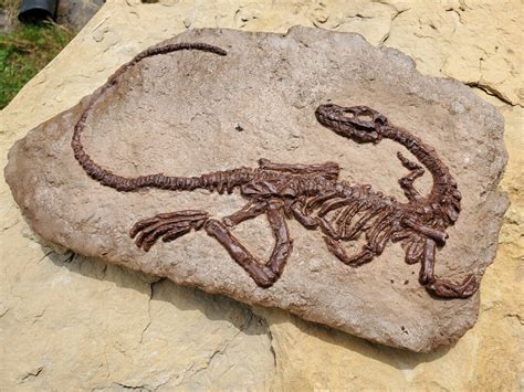 Small Theropod Dinosaur Fossil Jurassic T Rex Etsy