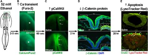 Key Events In Ethanol Induced Apoptosis Of Chick Cranial Neural Crest Download Scientific