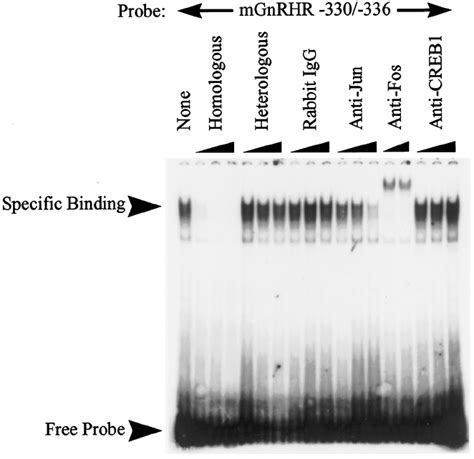 Members Of The Fos And Jun Families Of Transcription Factors Bind To