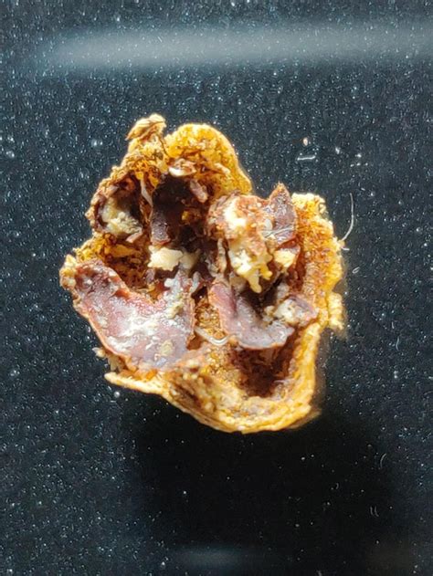 Larva Like 25 Inches California Dots Along Sides And Legs In The