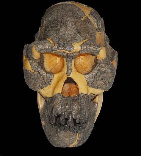 Australopithecus Afarensis Mchenry County College