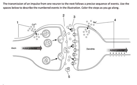 solved the transmission of an impulse from one neuron to the next