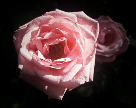 Premium Photo Close Up Of Pink Rose