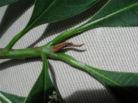 Pouteria Reticulata Sapotaceae Image 6739 At