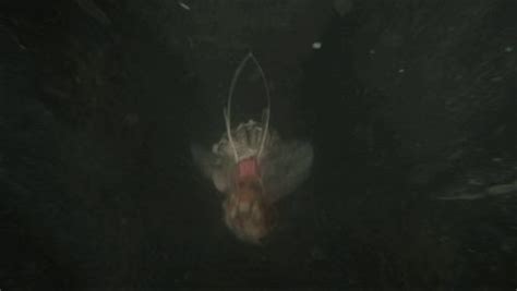 Melanie Martinez Portals Gif Melanie Martinez Portals Melanie Martinez Portals Discover