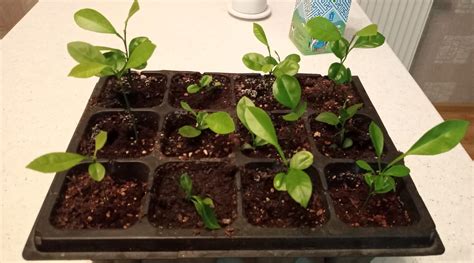 Тасалгааны цэцэг мод сонирхогчид туршлагаа хуваалцая Tasalgaani Jijig Jyrjiin Modni Yrselgee