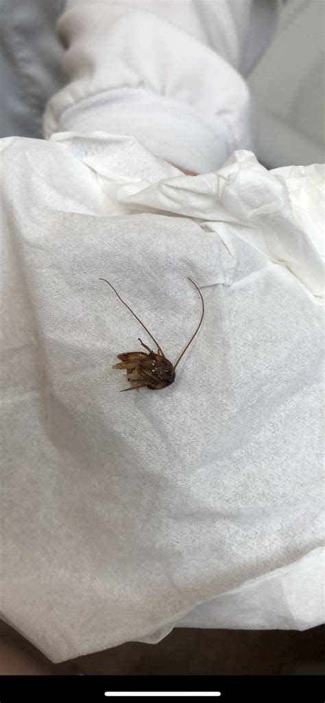 蟑螂爬进卧室怎么办 半夜房间有蟑螂怎么办 蟑螂找不到了要管吗 大山谷图库