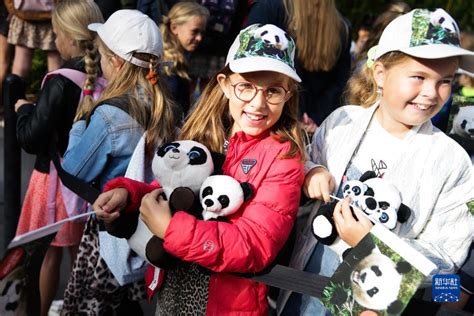 通讯：大熊猫“梵星”启程回国 荷兰民众依依惜别 新华网客户端