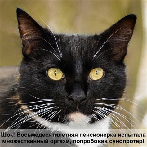 окраски шотландских вислоухих кошек — Postimages
