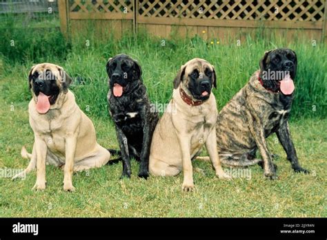 English Mastiff Shepherd Mix
