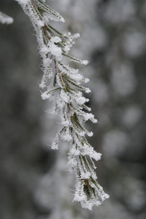 Free Images Tree Water Nature Branch Snow Winter Plant Leaf